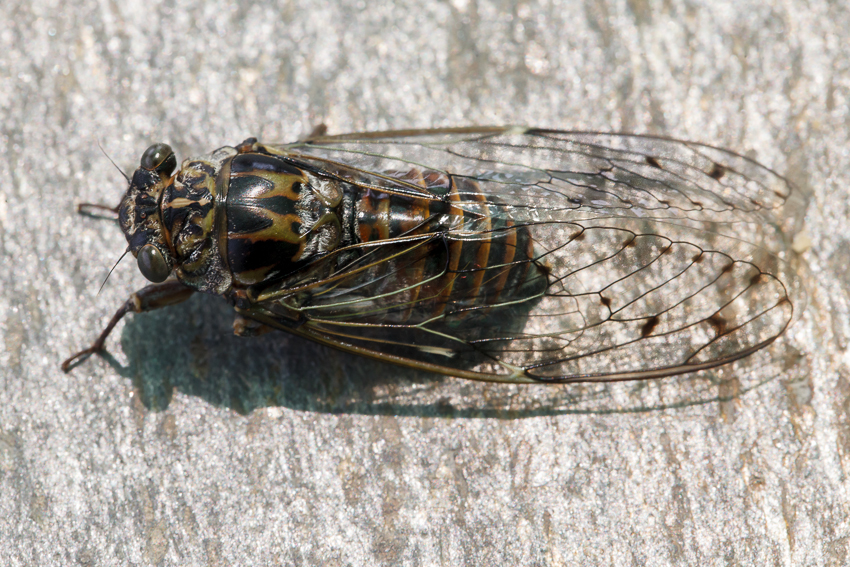 Chicharra | Javier Salazar | El mundo a través de mis ojos.